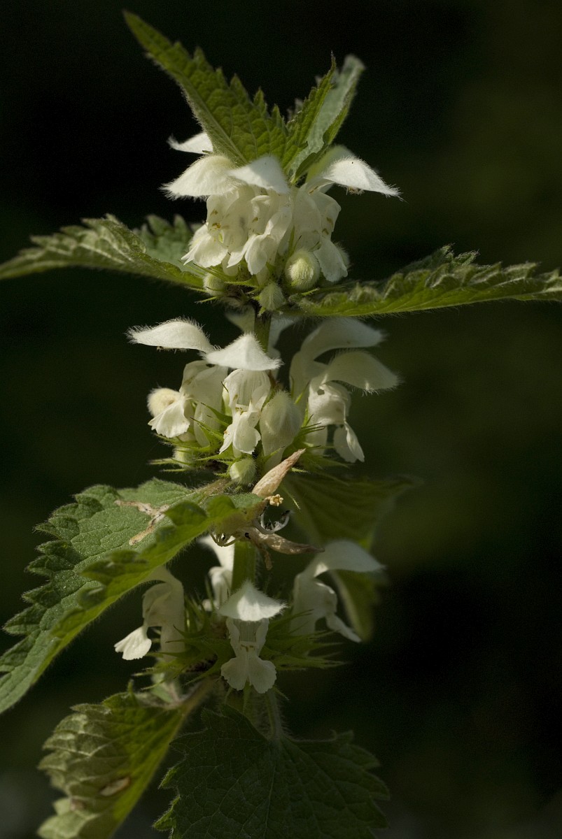 Lamium album, White Dead-nettle
