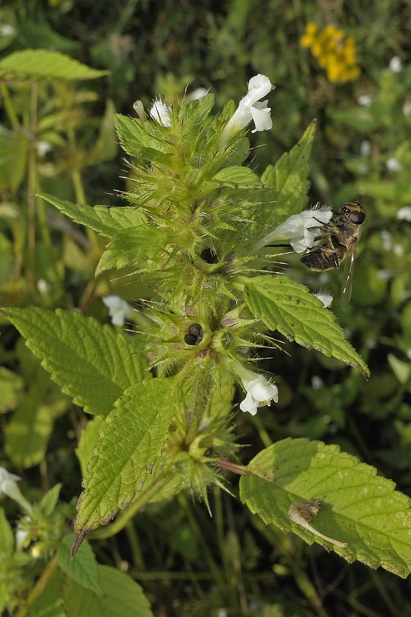 Lamium album, White Dead-nettle