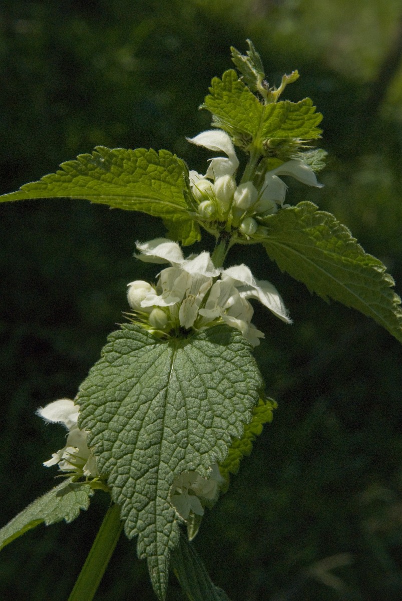 Lamium album, White Dead-nettle