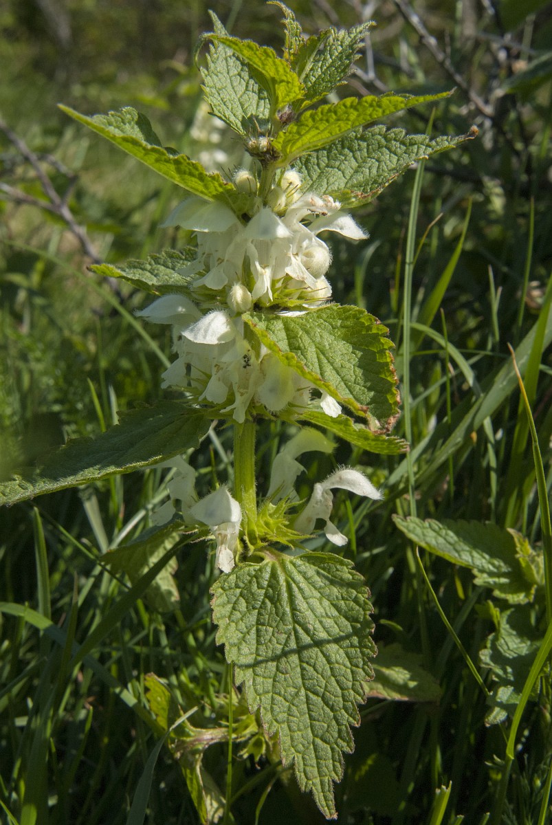 Lamium album, White Dead-nettle
