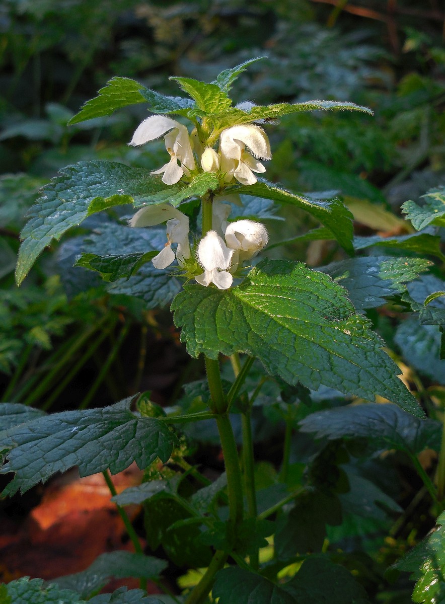 Lamium album, White Dead-nettle