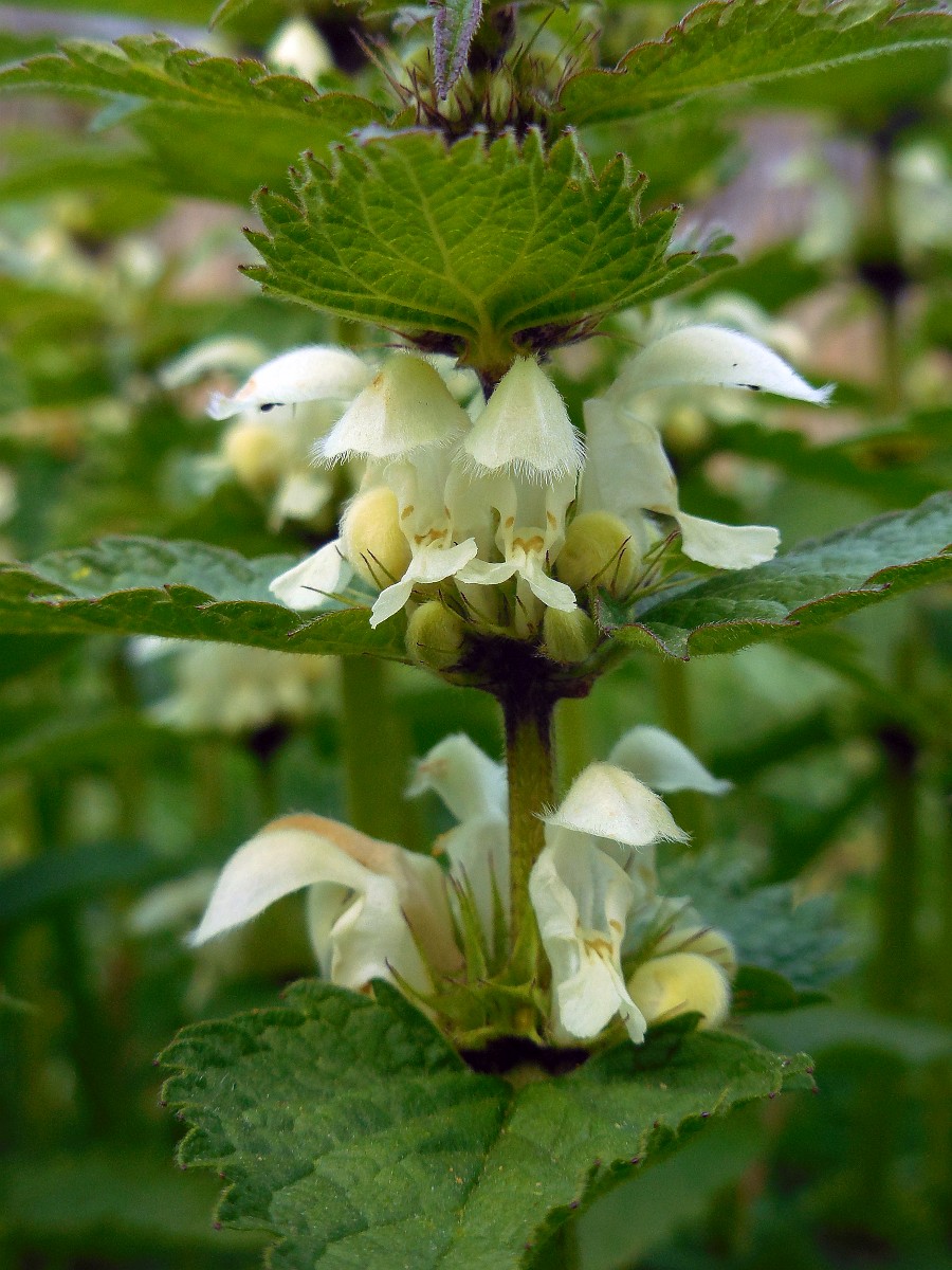Lamium album, White Dead-nettle