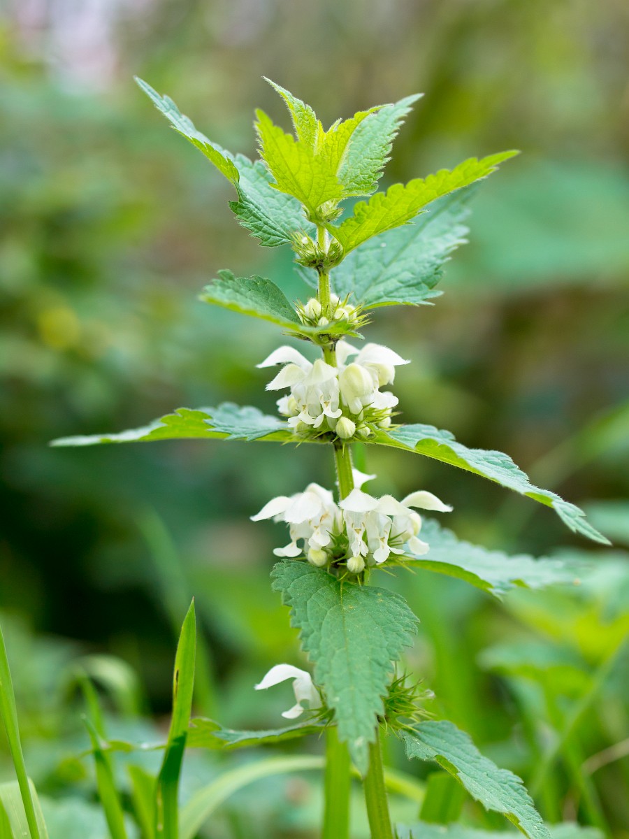 Lamium album, White Dead-nettle