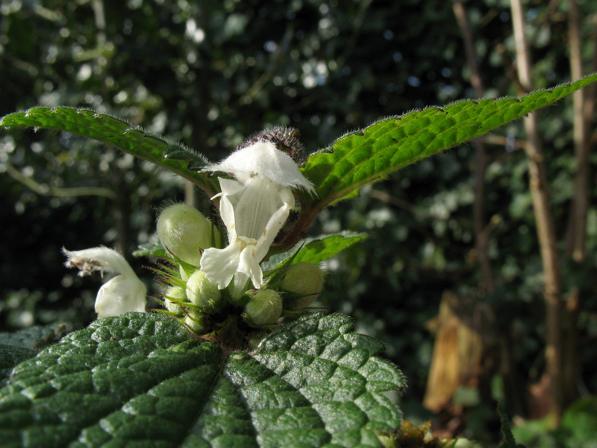 Lamium album, White Dead-nettle