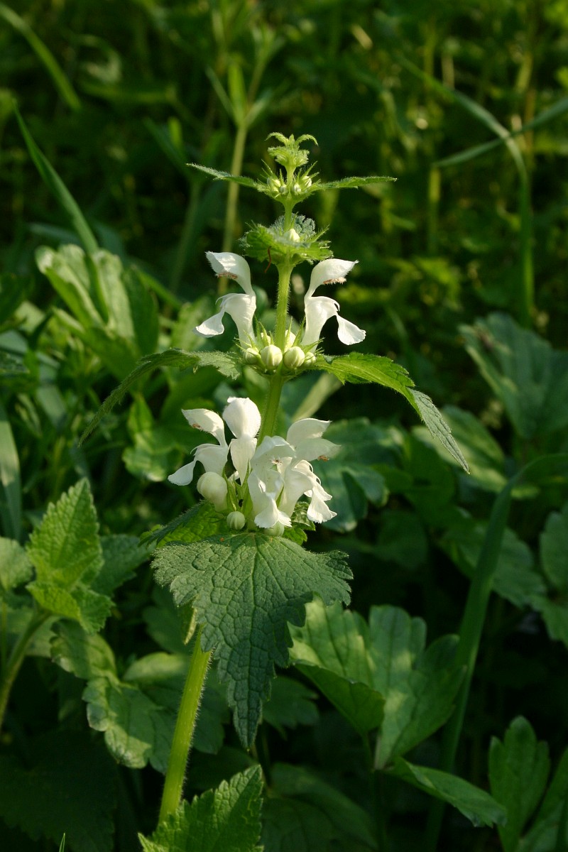 Lamium album, White Dead-nettle