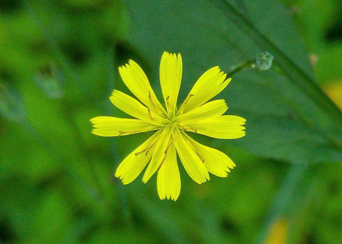 Lapsana communis, Nipplewort
