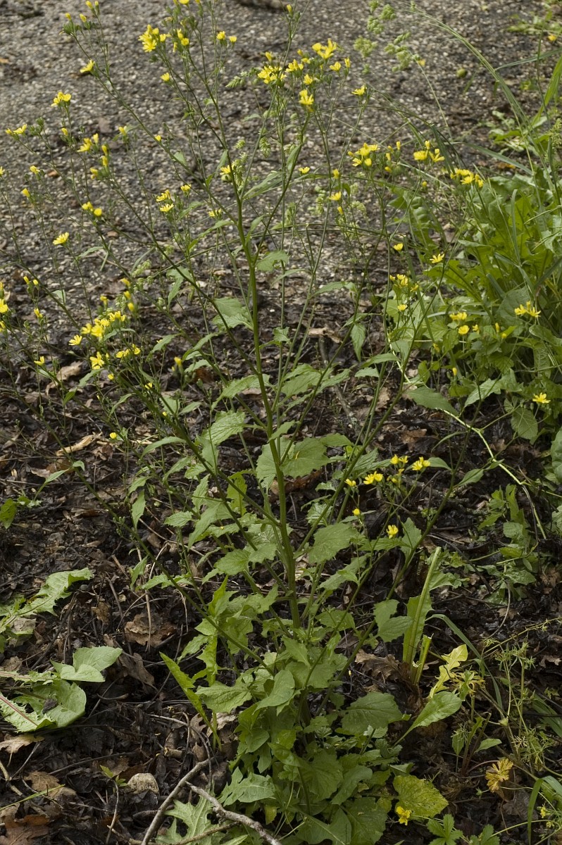 Lapsana communis, Nipplewort