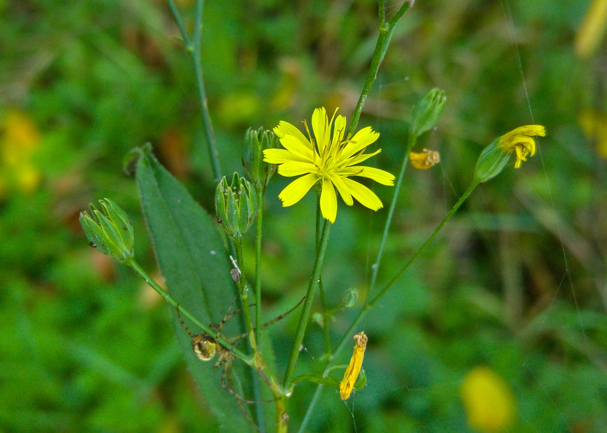 Lapsana communis, Nipplewort