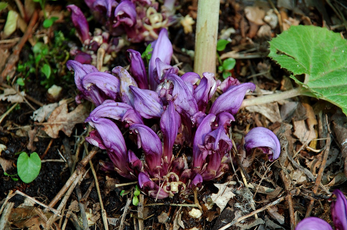 Lathraea clandestina, Purple Toothwort