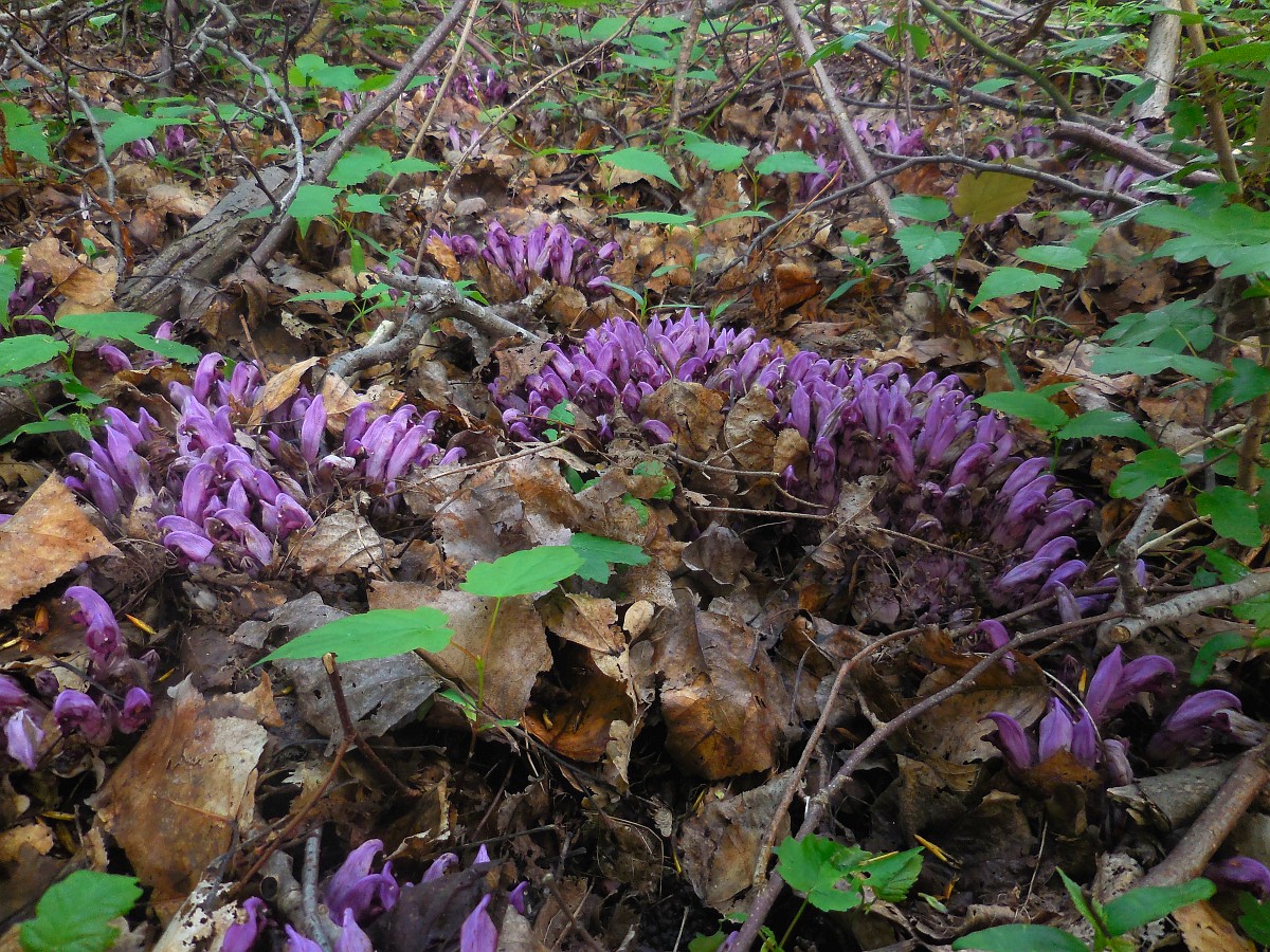 Lathraea clandestina, Purple Toothwort