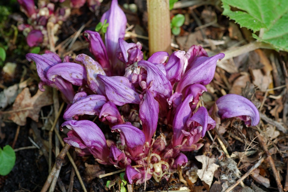 Lathraea clandestina, Purple Toothwort