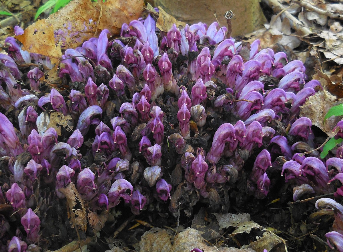 Lathraea clandestina, Purple Toothwort
