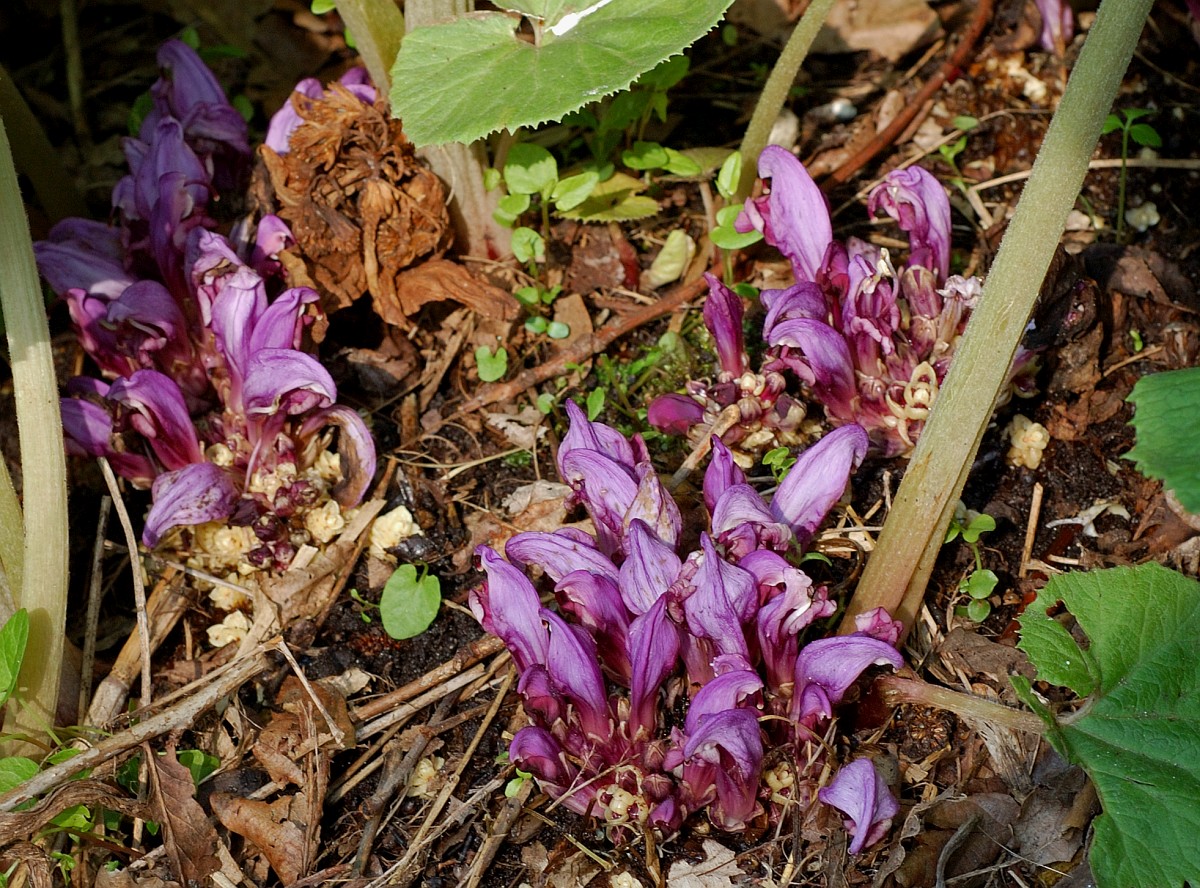 Lathraea clandestina, Purple Toothwort