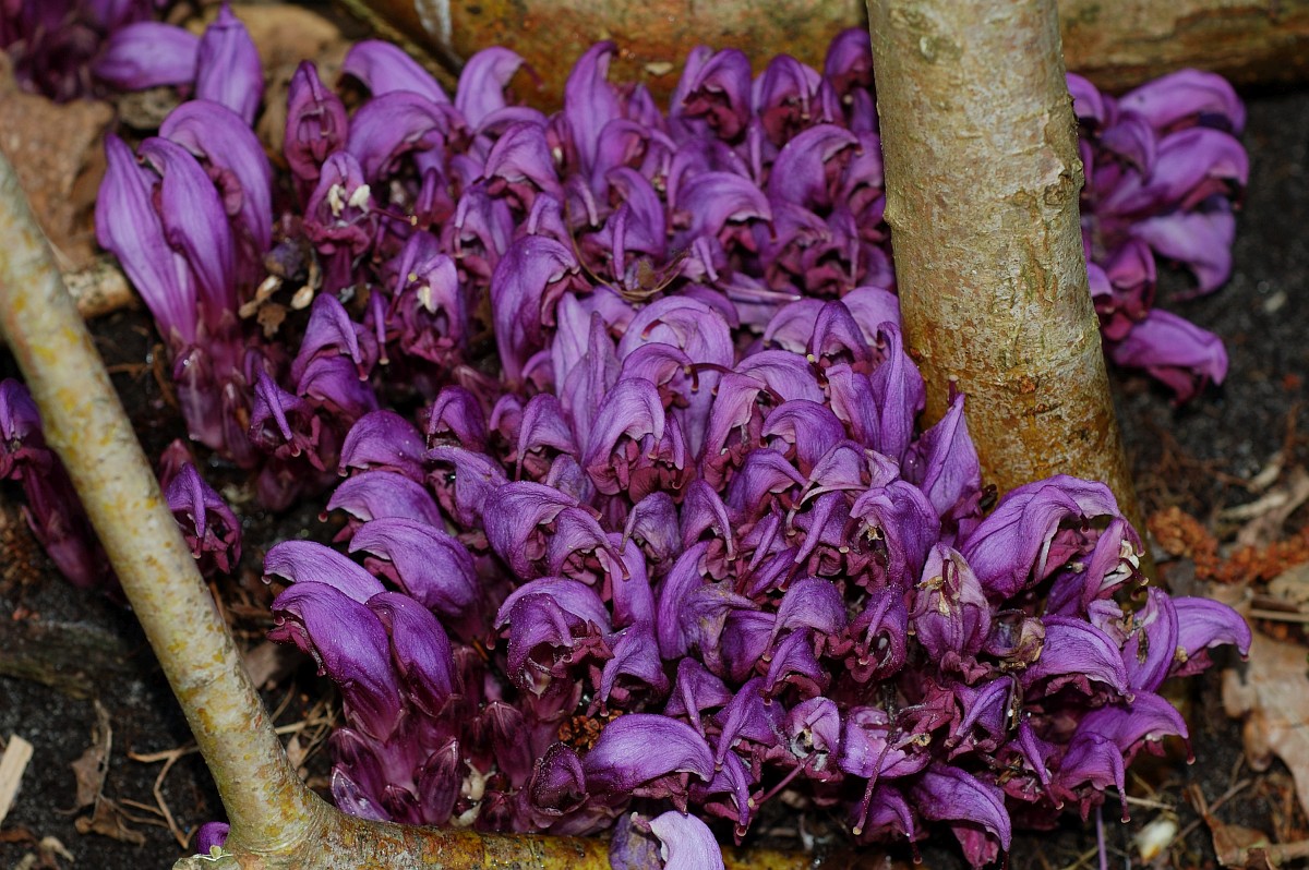 Lathraea clandestina, Purple Toothwort