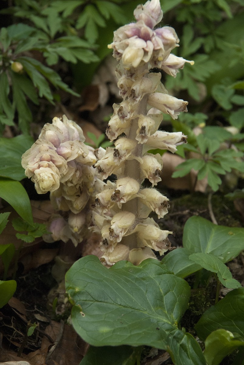 Lathraea squamaria, Common Toothwort