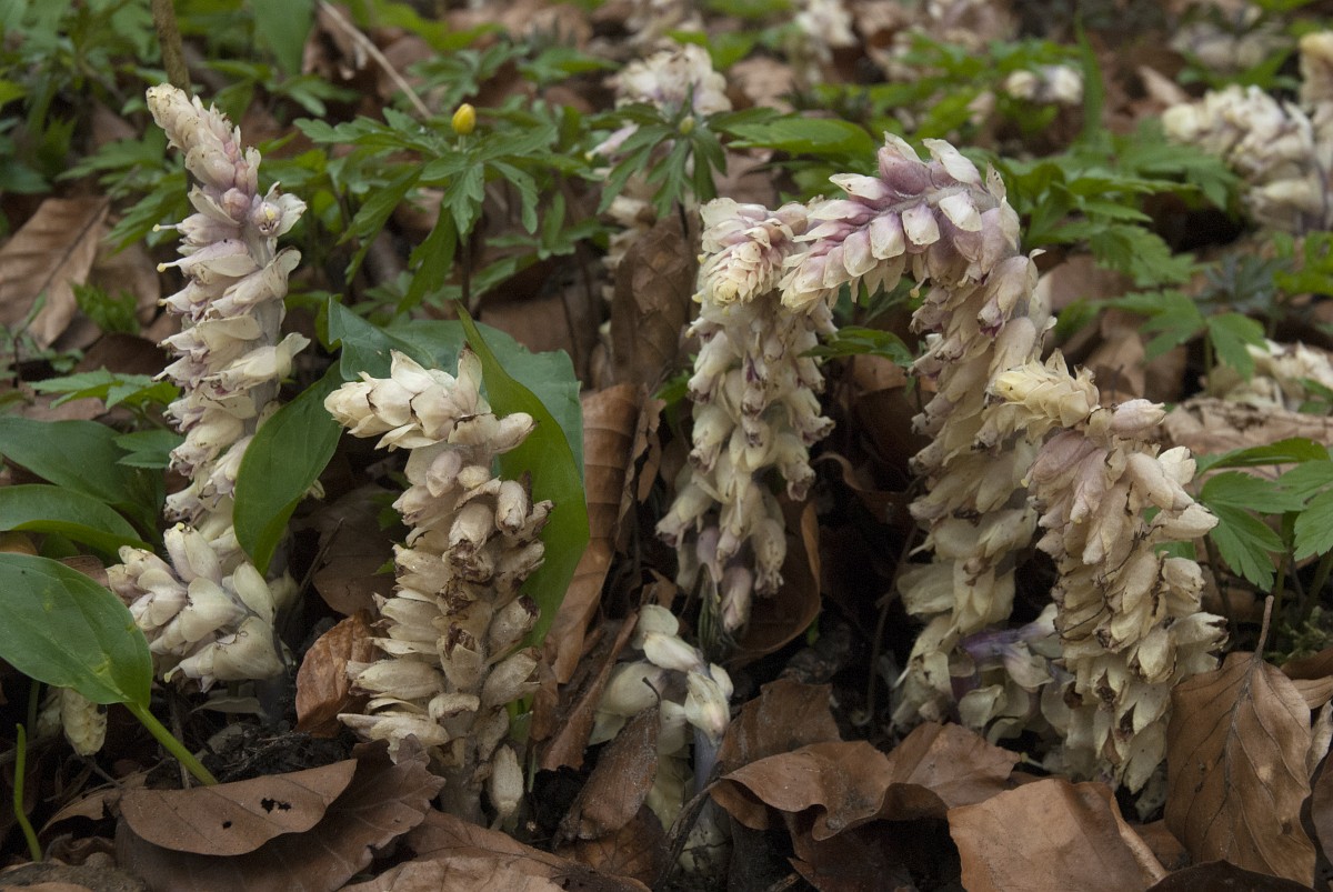 Lathraea squamaria, Common Toothwort