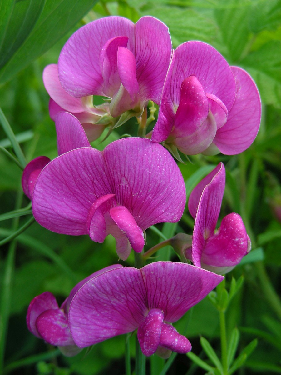 Lathyrus latifolius, Broad-leaved Everlasting Pea