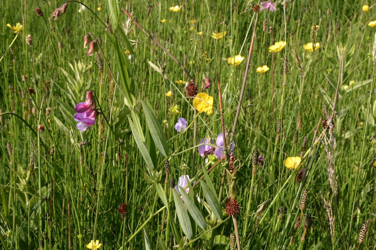Lathyrus palustris, Marsh Pea