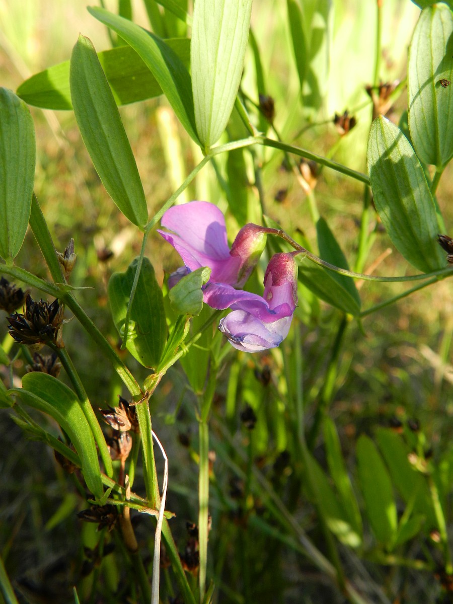 Lathyrus palustris, Marsh Pea