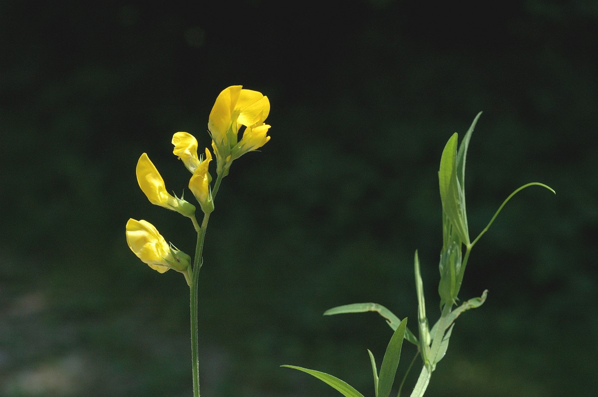 Lathyrus pratensis, Meadow Vetchling