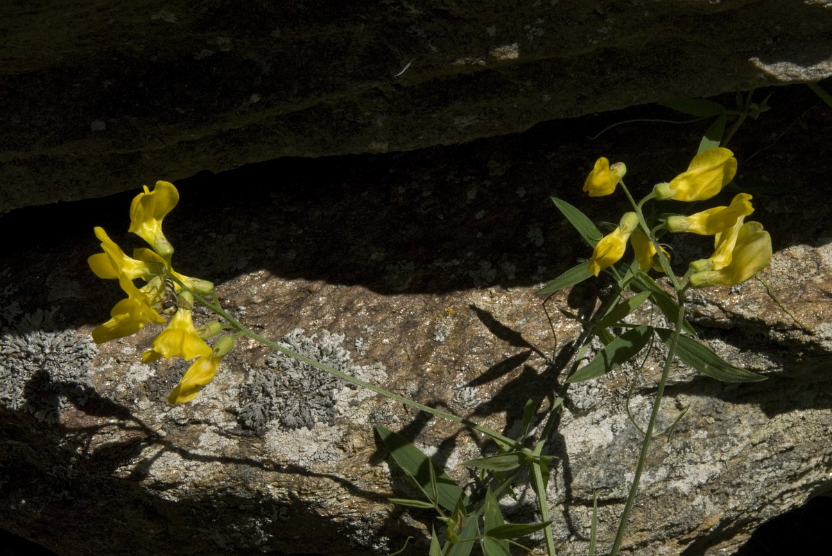Lathyrus pratensis, Meadow Vetchling