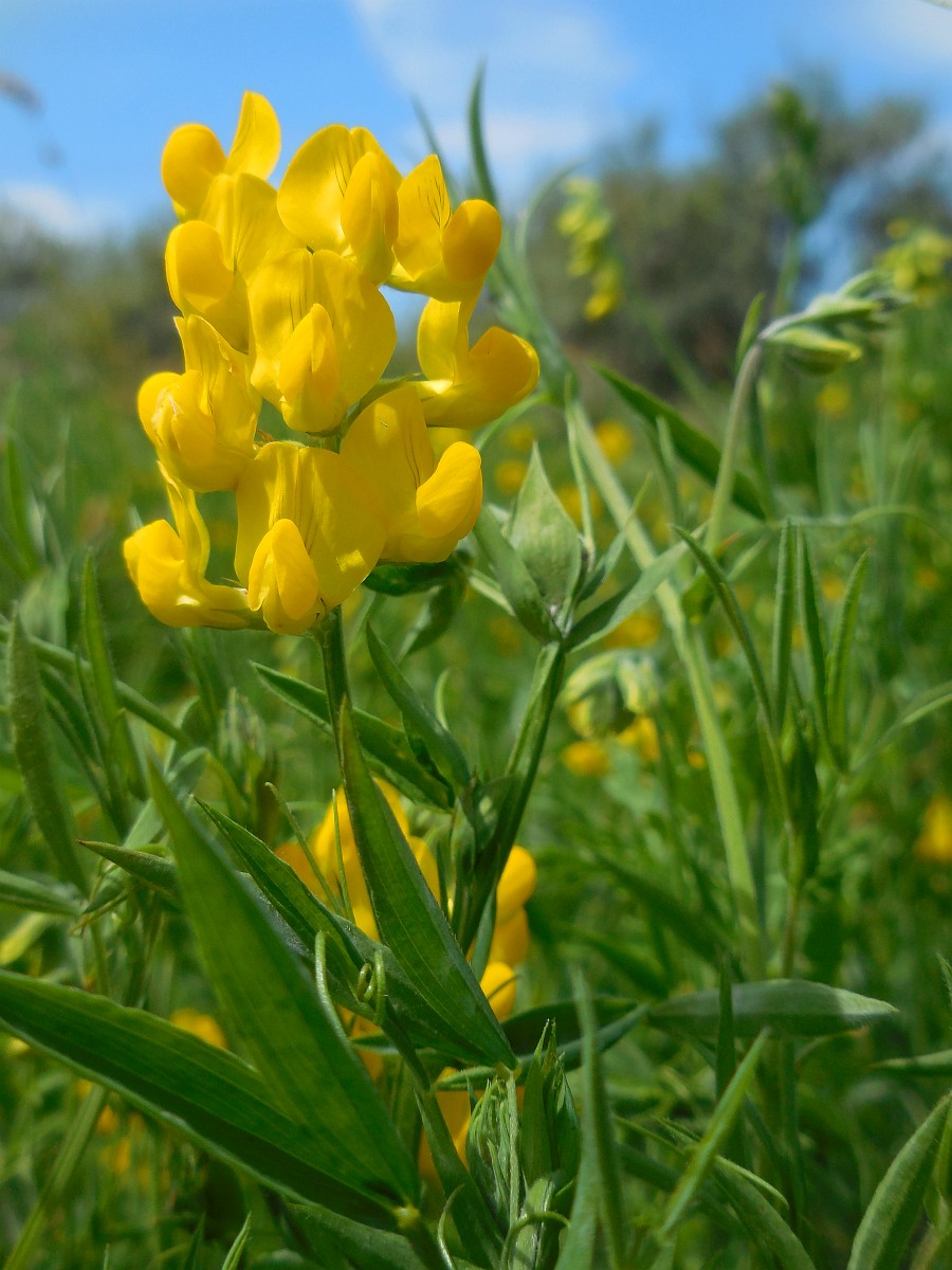 Lathyrus pratensis, Meadow Vetchling