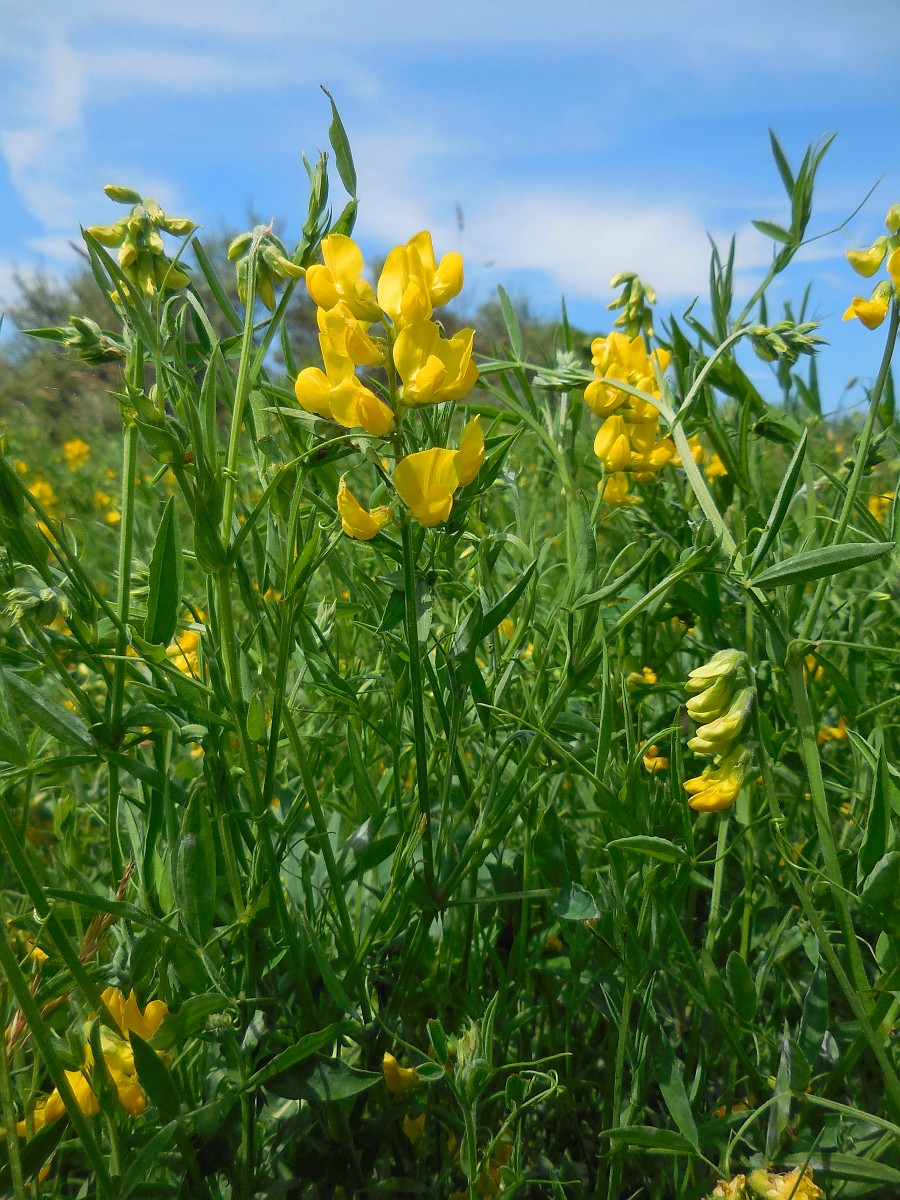 Lathyrus pratensis, Meadow Vetchling