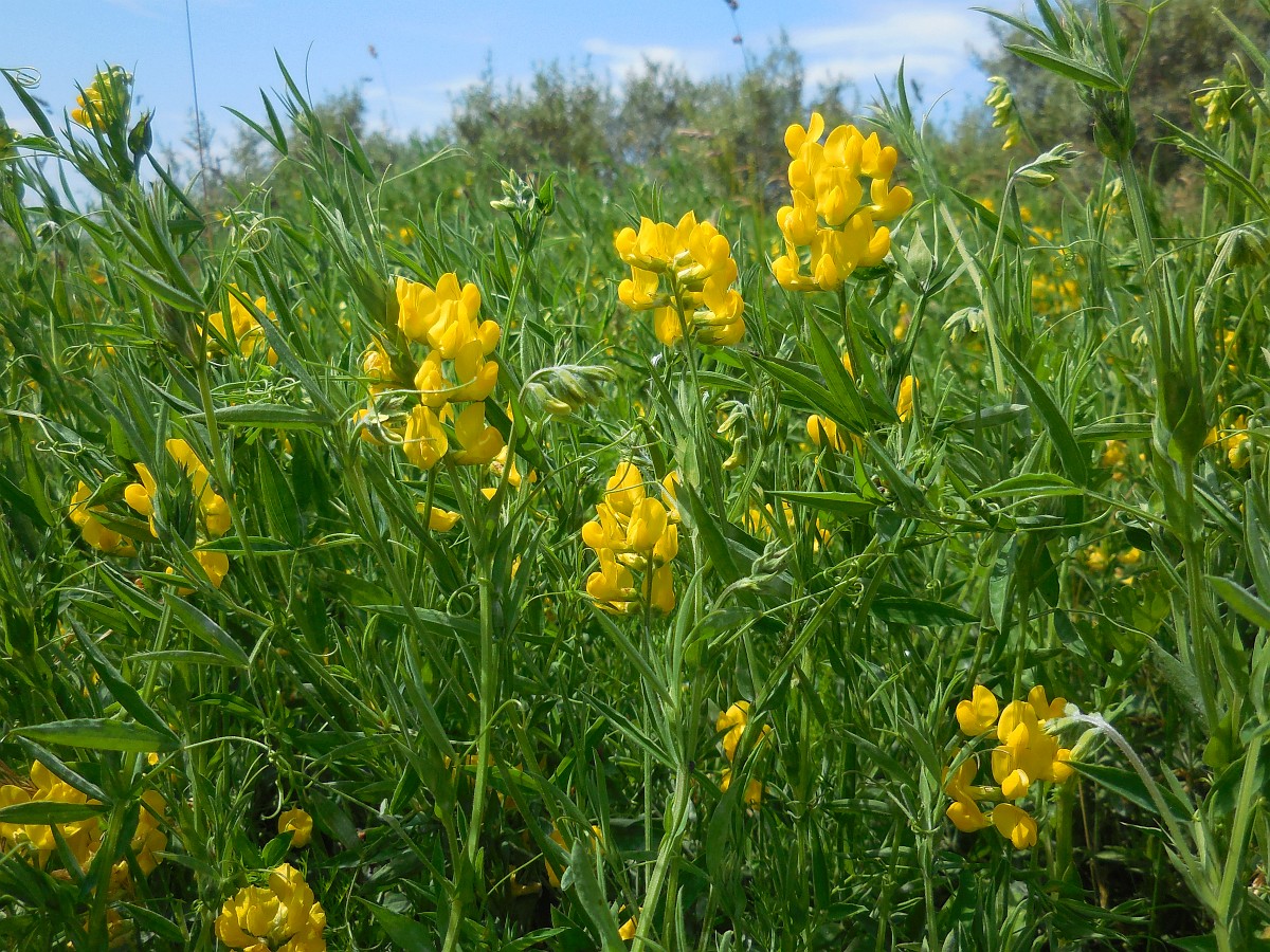 Lathyrus pratensis, Meadow Vetchling