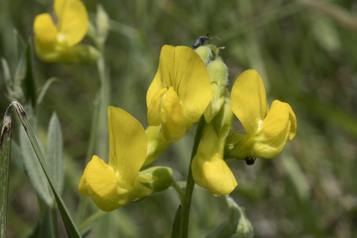Lathyrus pratensis, Meadow Vetchling