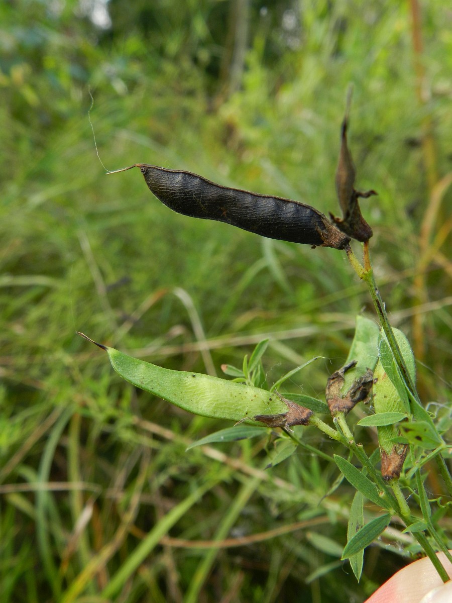 Lathyrus pratensis, Meadow Vetchling