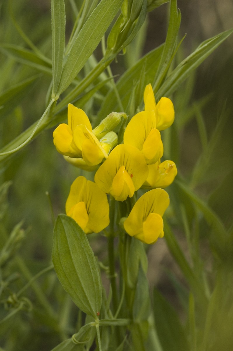 Lathyrus pratensis, Meadow Vetchling