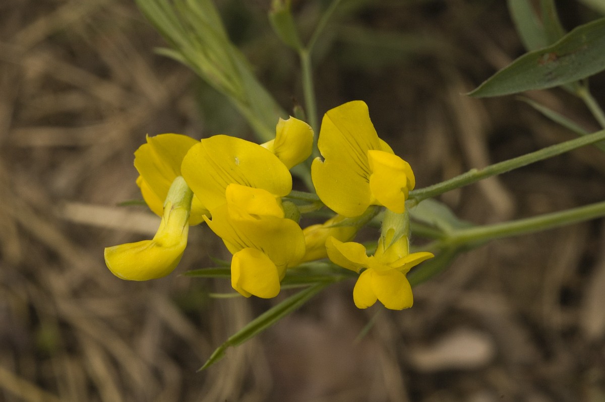 Lathyrus pratensis, Meadow Vetchling