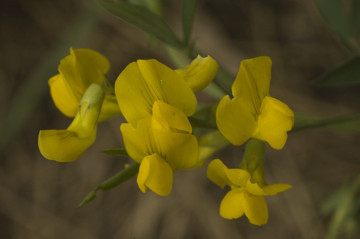 Lathyrus pratensis, Meadow Vetchling