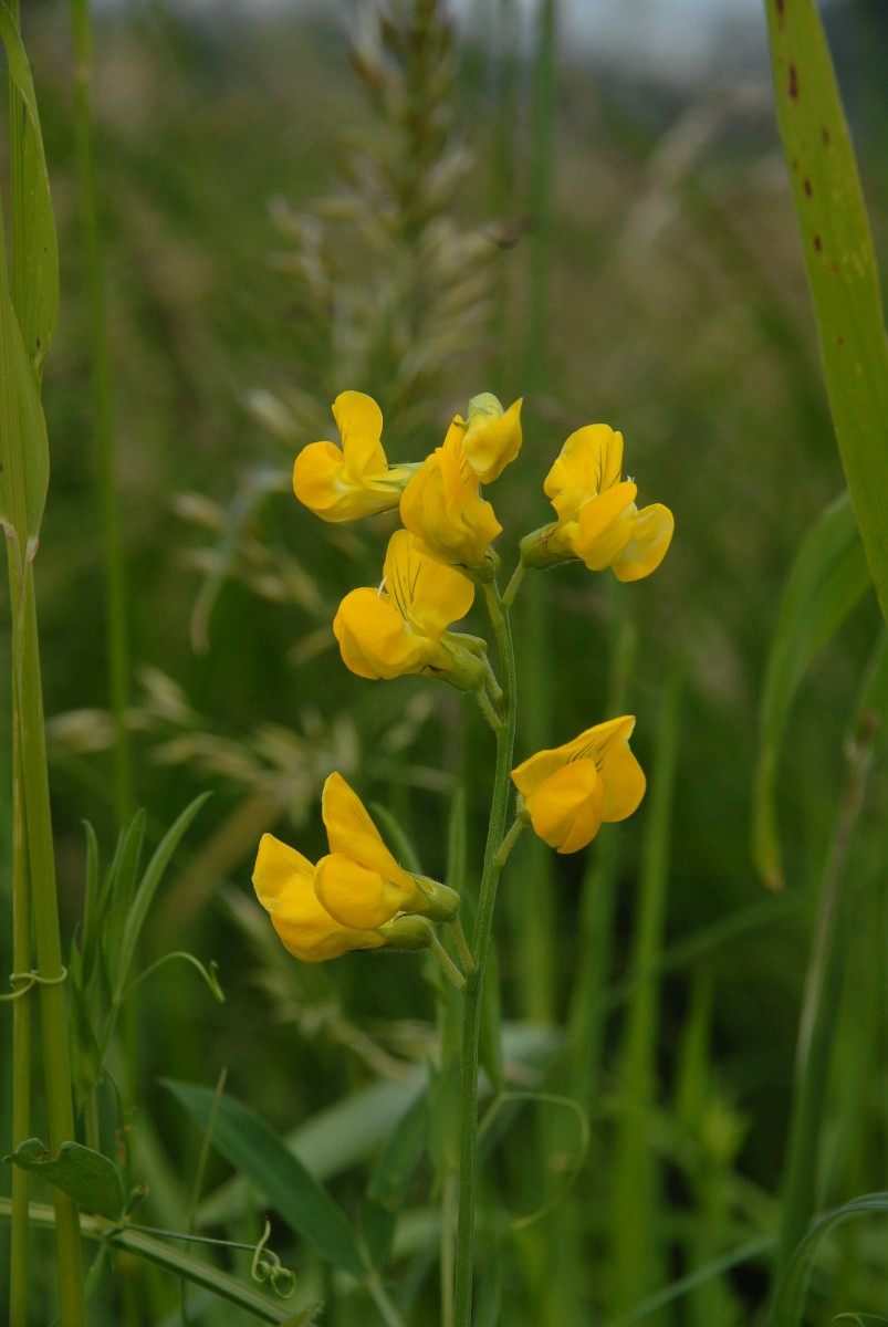 Lathyrus pratensis, Meadow Vetchling