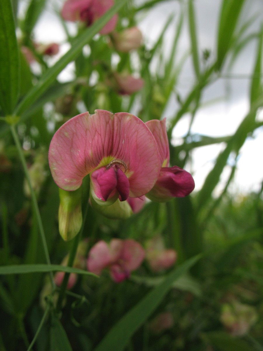 Lathyrus sylvestris, Narrow-leaved Everlasting-pea