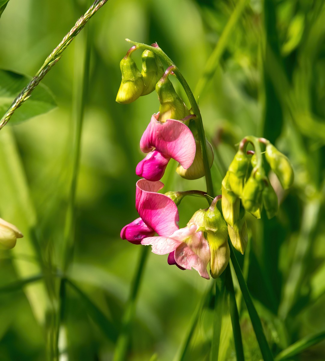 Lathyrus sylvestris, Narrow-leaved Everlasting-pea