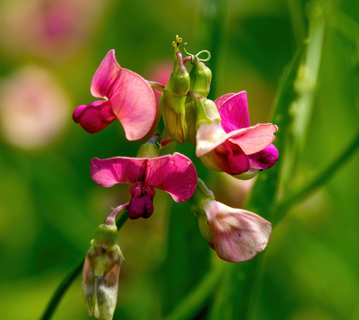 Lathyrus sylvestris, Narrow-leaved Everlasting-pea