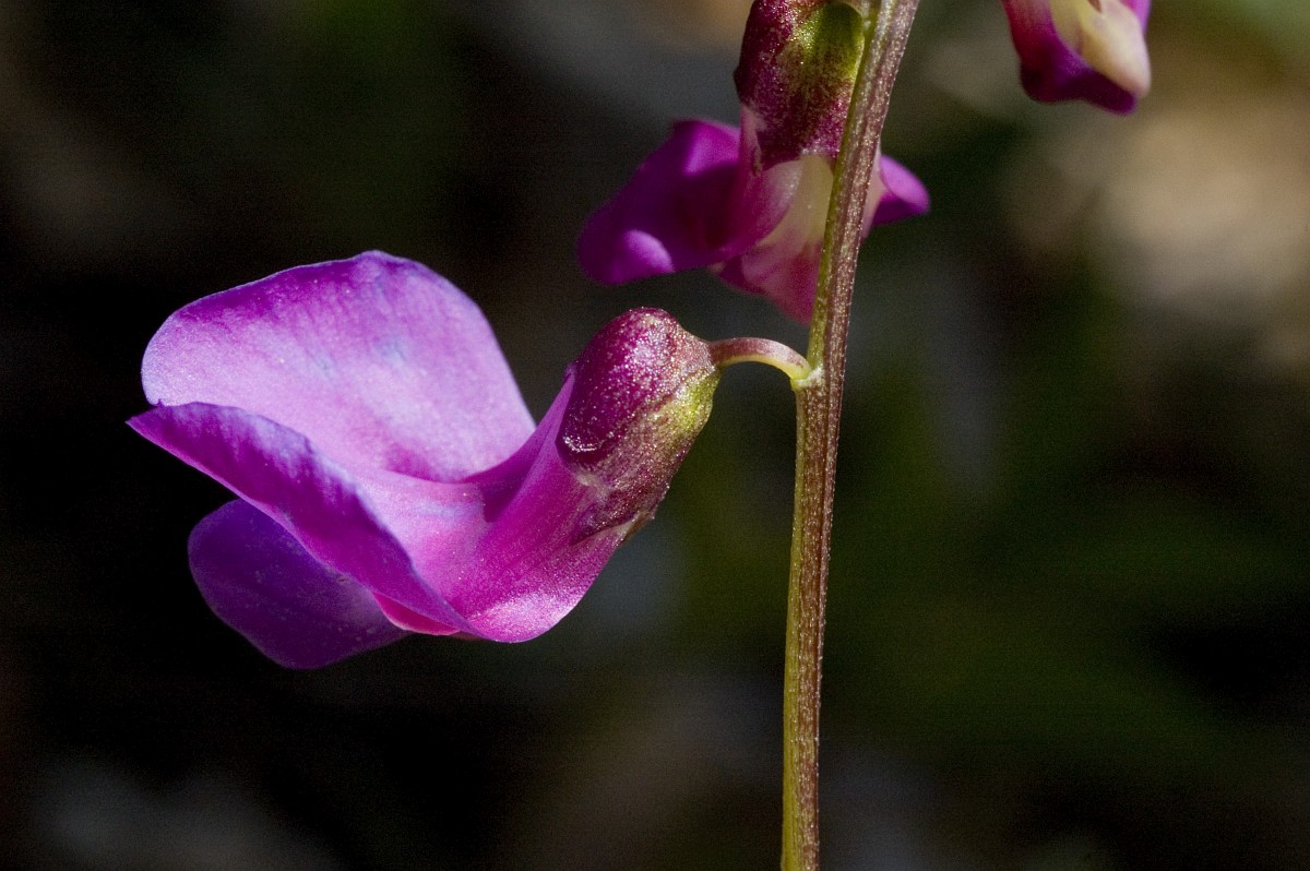 Lathyrus vernus, Spring Pea