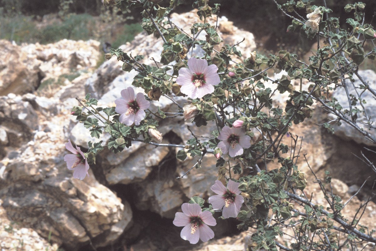 Lavatera maritima, Sea Mallow