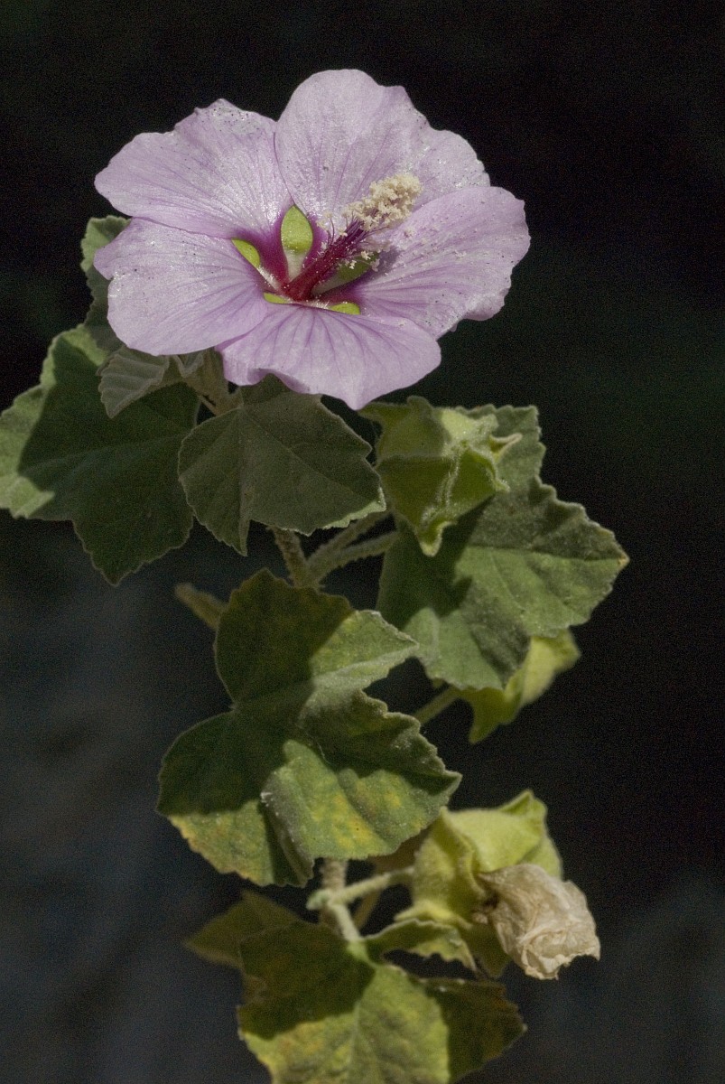 Lavatera maritima, Sea Mallow