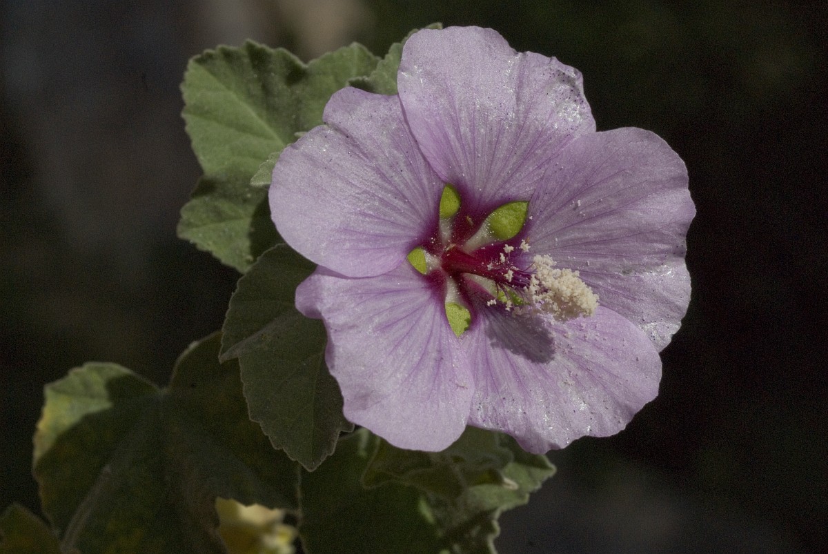Lavatera maritima, Sea Mallow