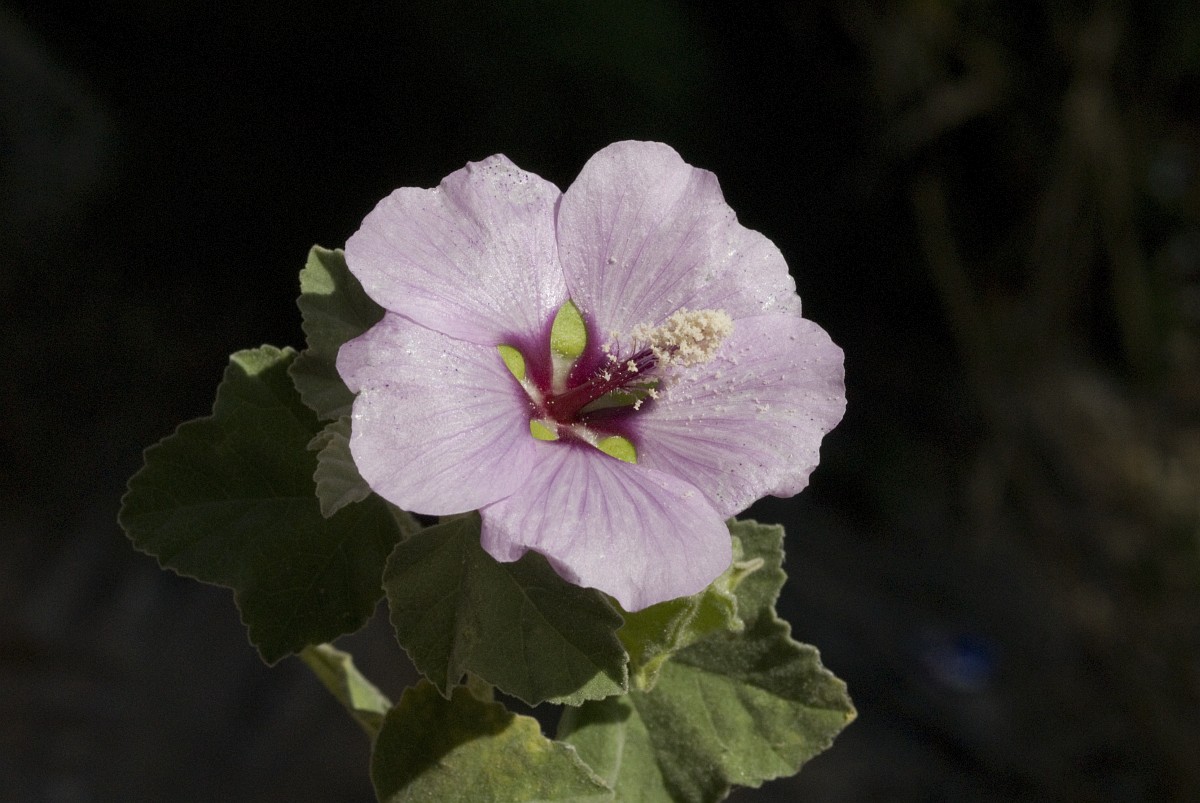 Lavatera maritima, Sea Mallow