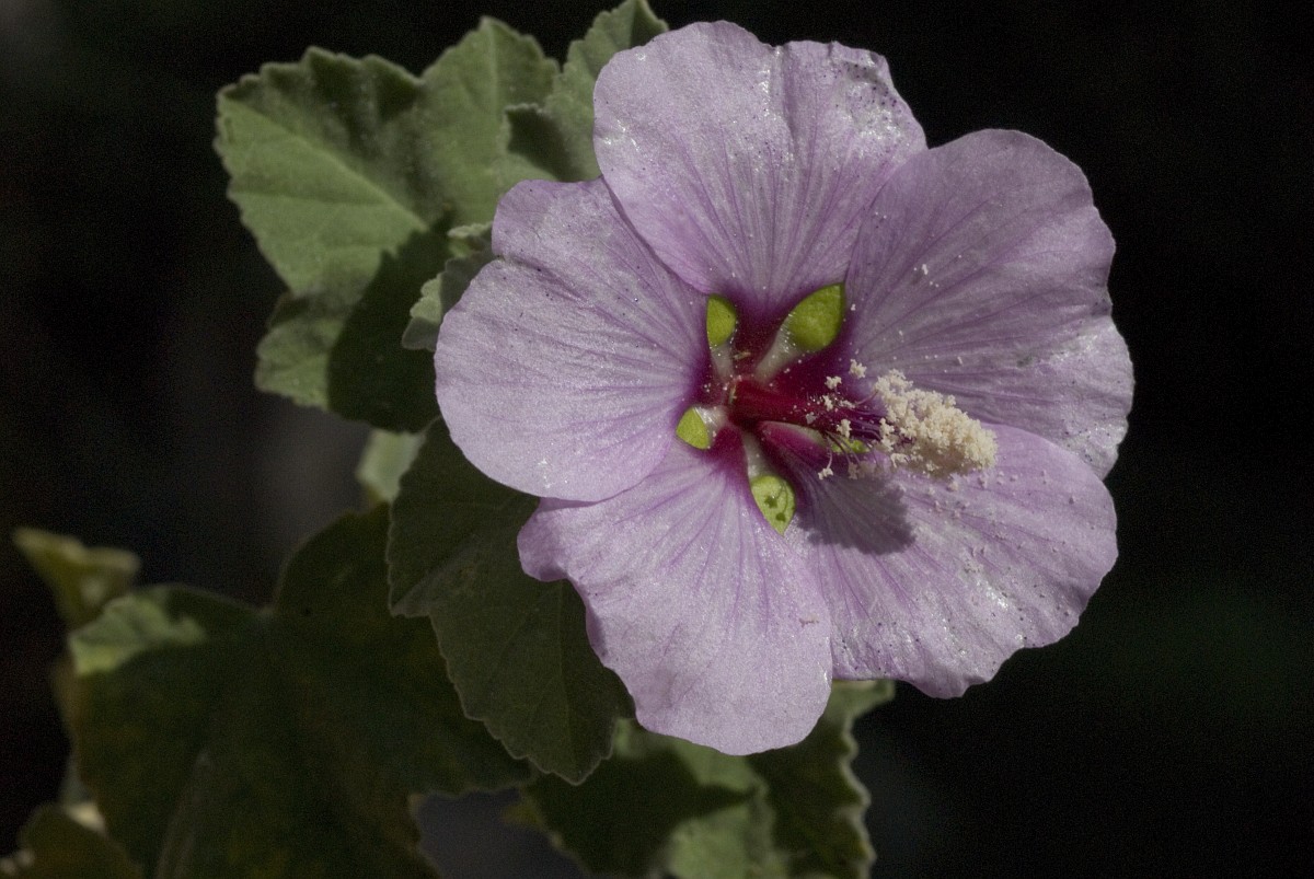Lavatera maritima, Sea Mallow