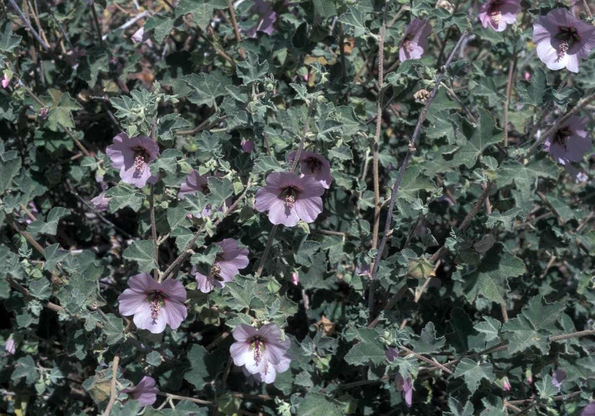 Lavatera maritima, Sea Mallow