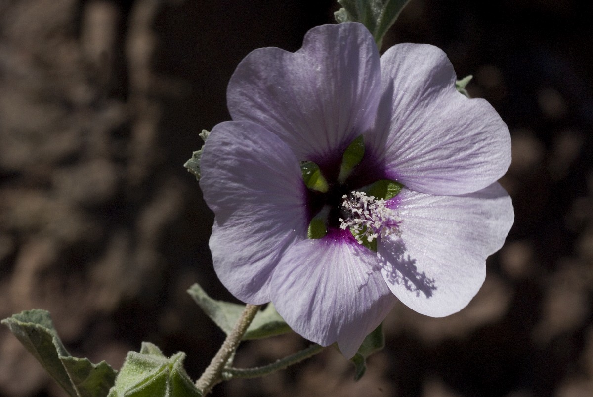 Lavatera maritima, Sea Mallow