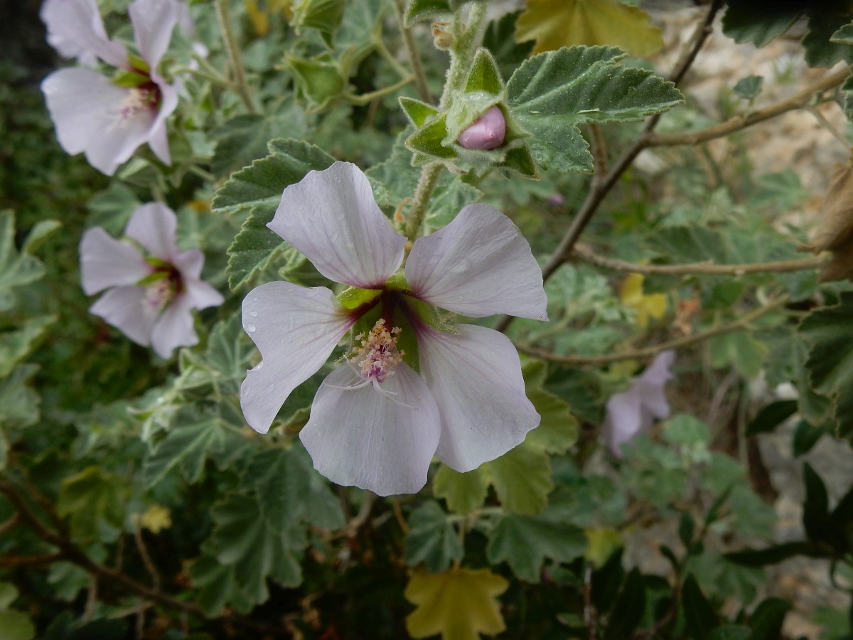 Lavatera maritima, Sea Mallow