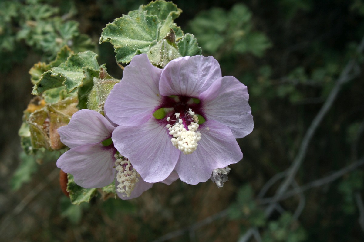 Lavatera maritima, Sea Mallow