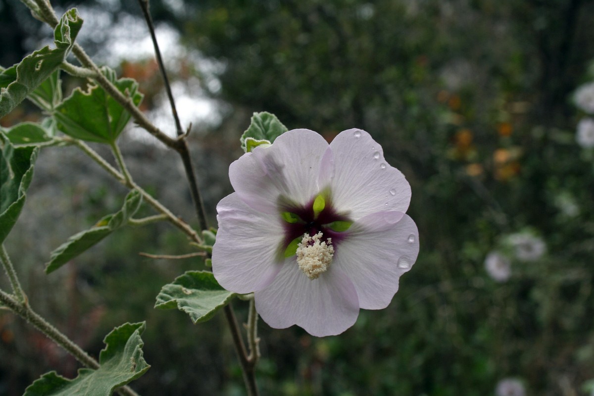 Lavatera maritima, Sea Mallow