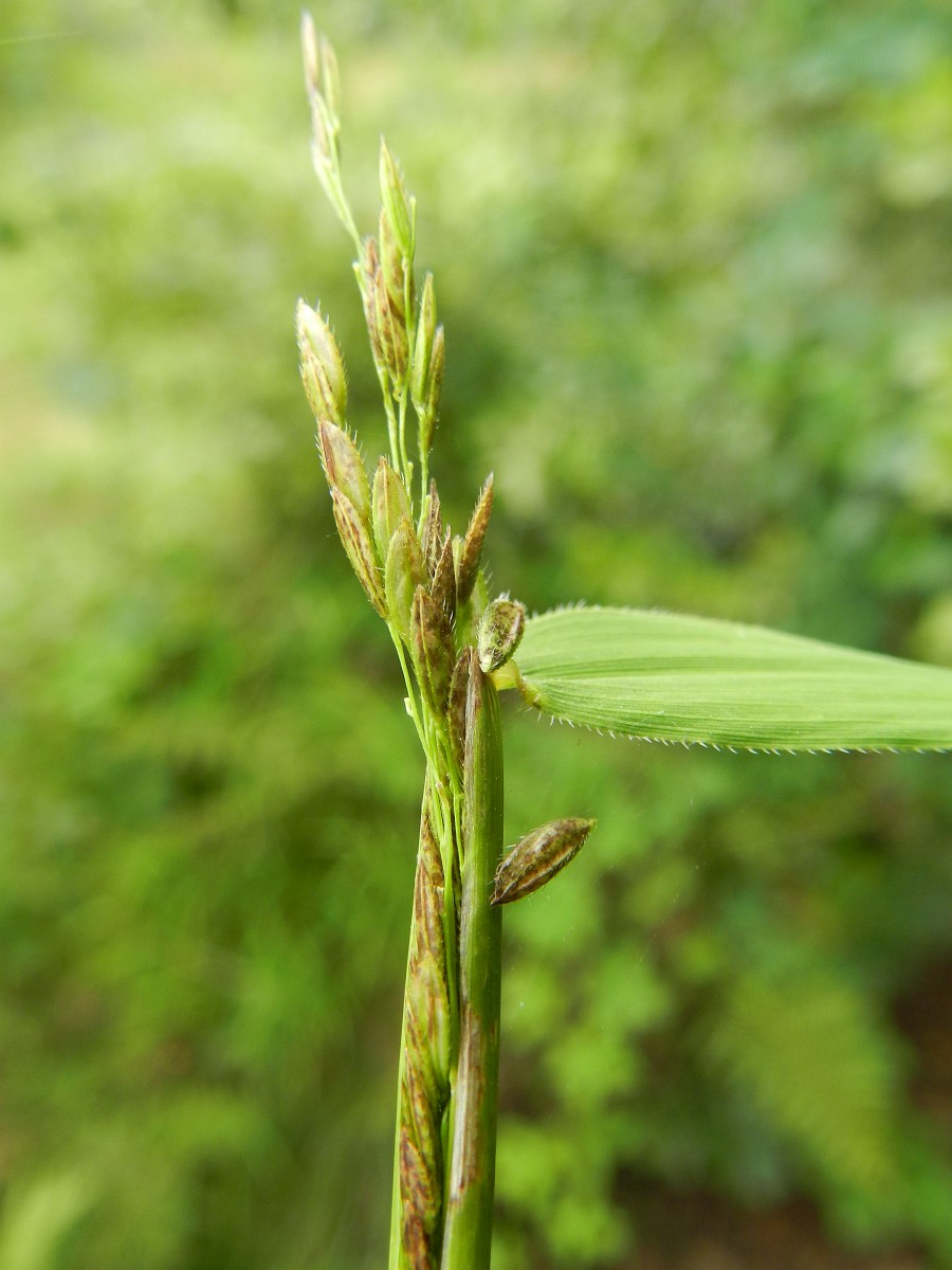 Leersia oryzoides, Rice Cutgrass
