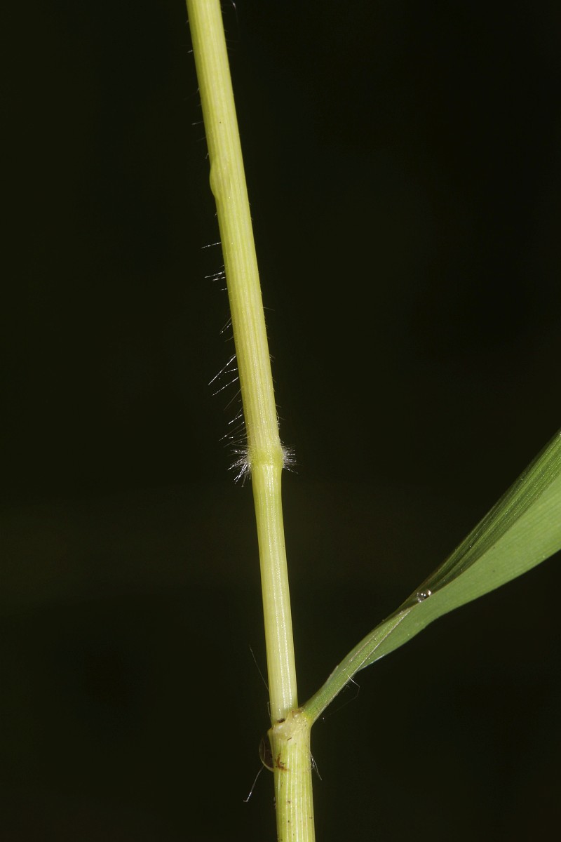 Leersia oryzoides, Rice Cutgrass